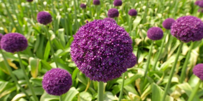 Allium - Ail d'ornement : plantation, culture, taille et entretien ...